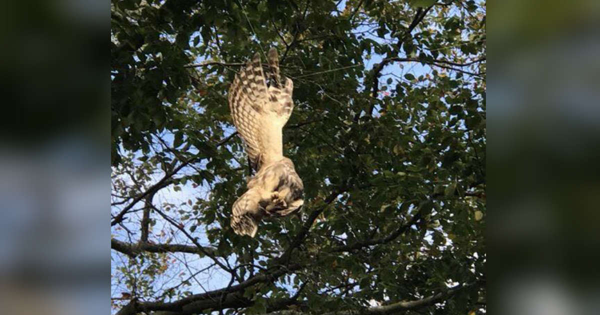 Barred Owl Found Hanging From A Tree By Tangled Fishing Line - The Dodo