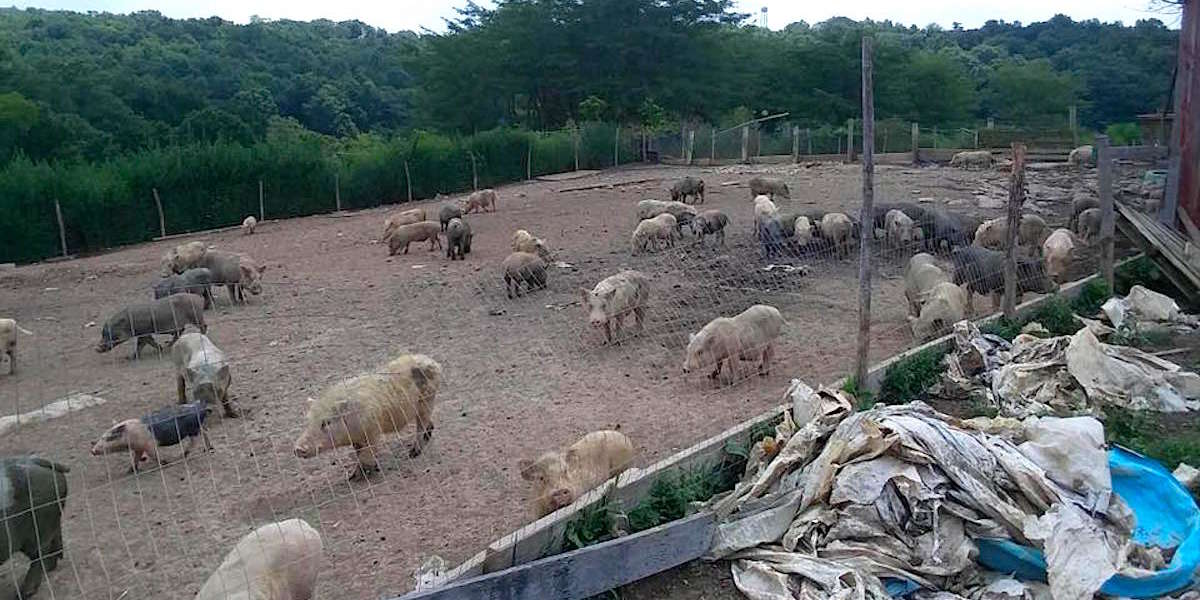 Nearly 200 Potbellied Pigs Need Saving From Kentucky Hoarding Case ...