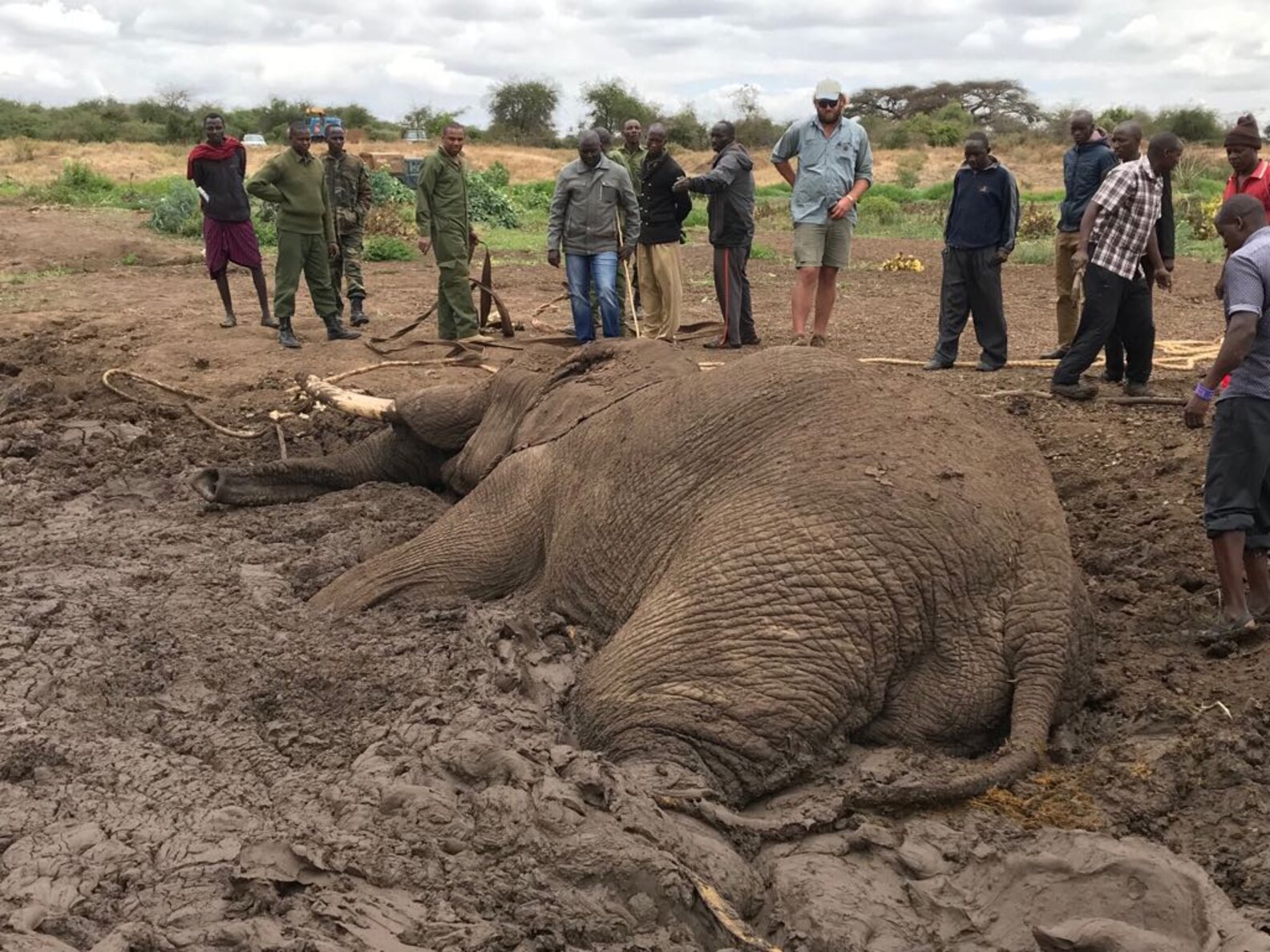 Rescuers Work To Free Wild Elephant Trapped In Mud - The Dodo