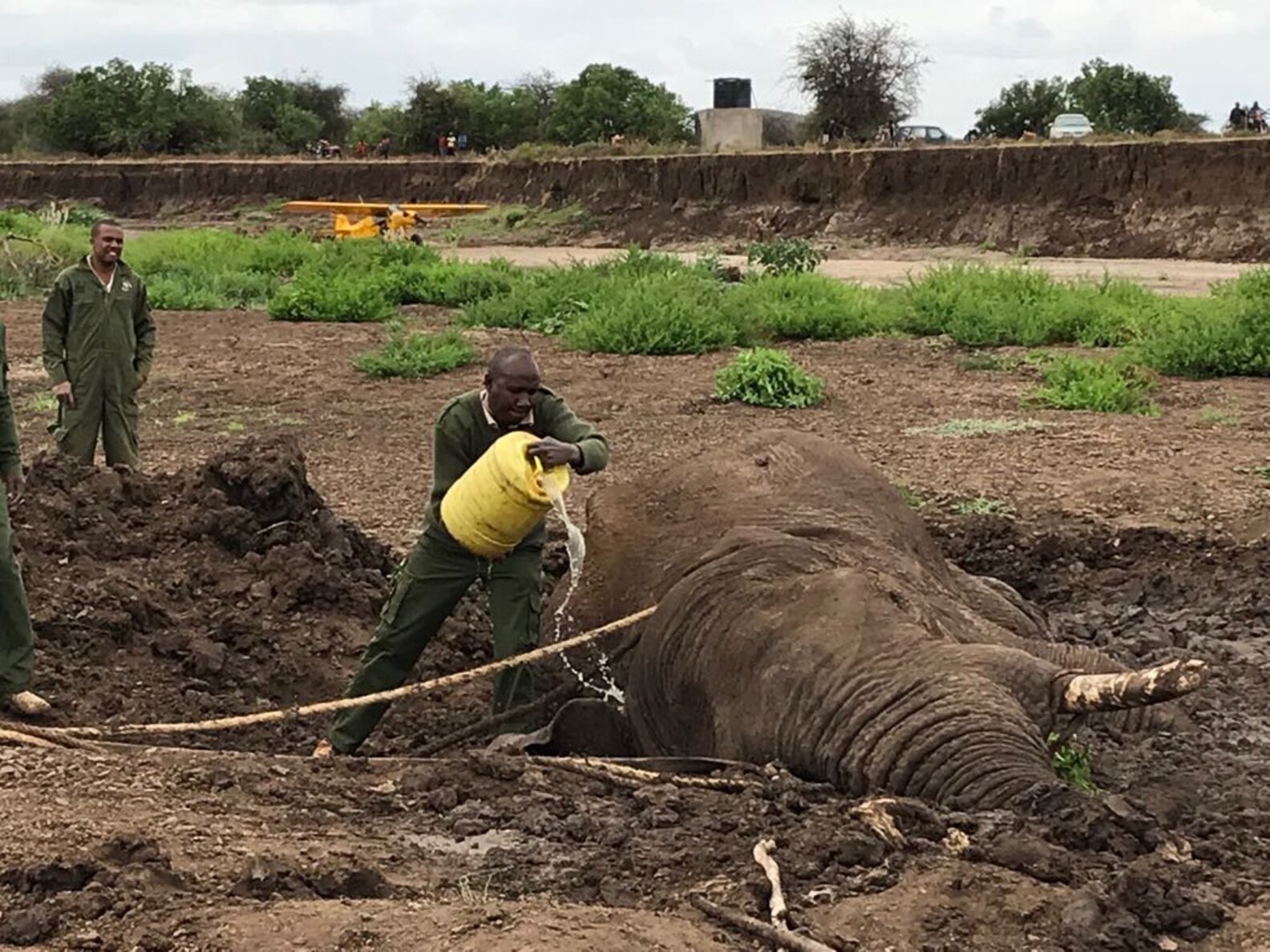 Rescuers Work To Free Wild Elephant Trapped In Mud - The Dodo