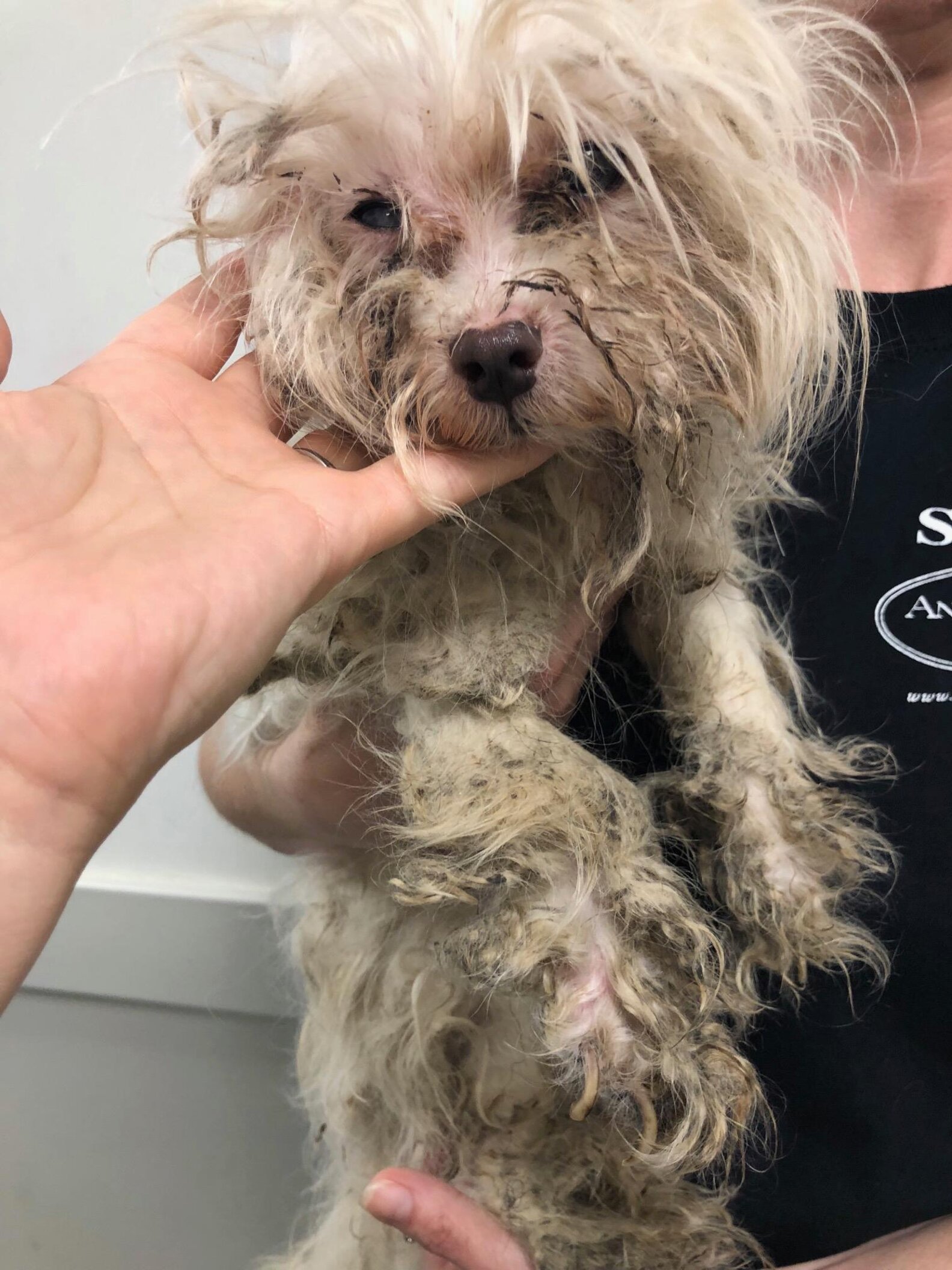 Matted Dog Dumped At Shelter Wouldn’t Stop Spinning In Circles - The Dodo