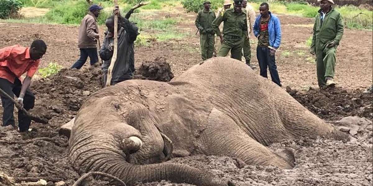 Rescuers Work To Free Wild Elephant Trapped In Mud - The Dodo
