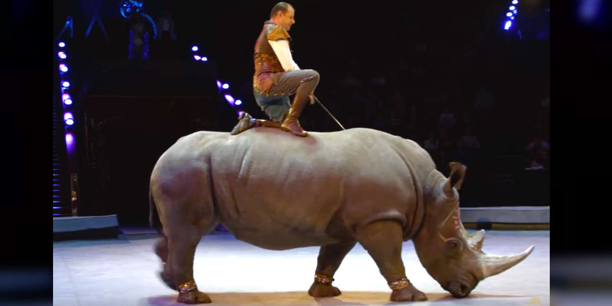 White Rhino Forced To Perform In Russian Circus - The Dodo