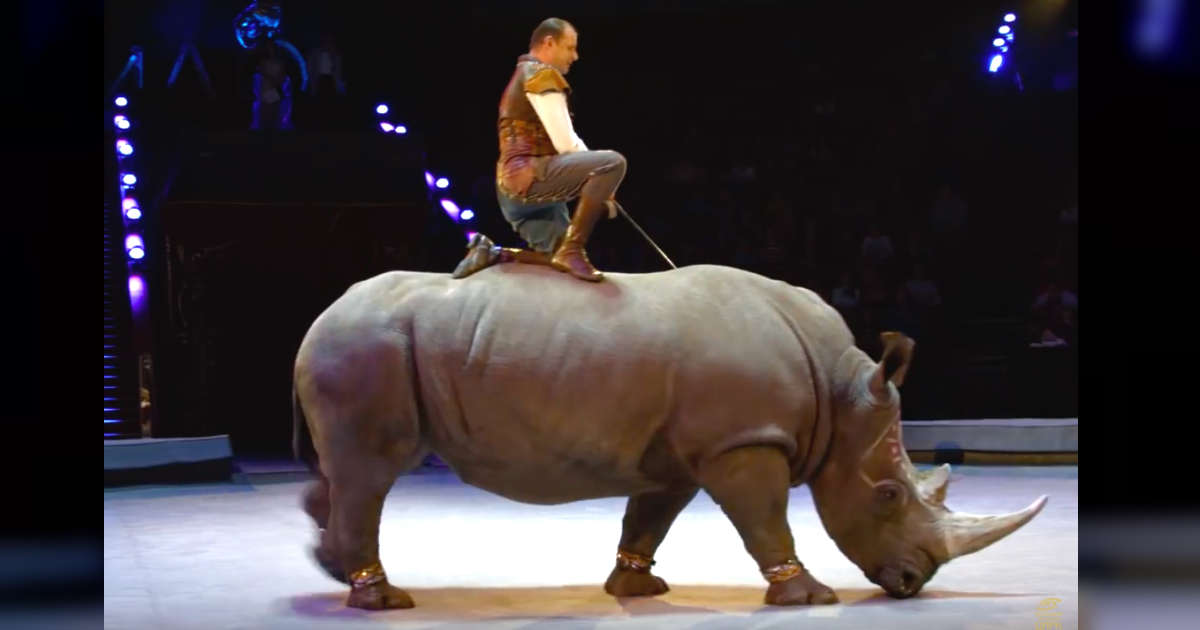 White Rhino Forced To Perform In Russian Circus - The Dodo