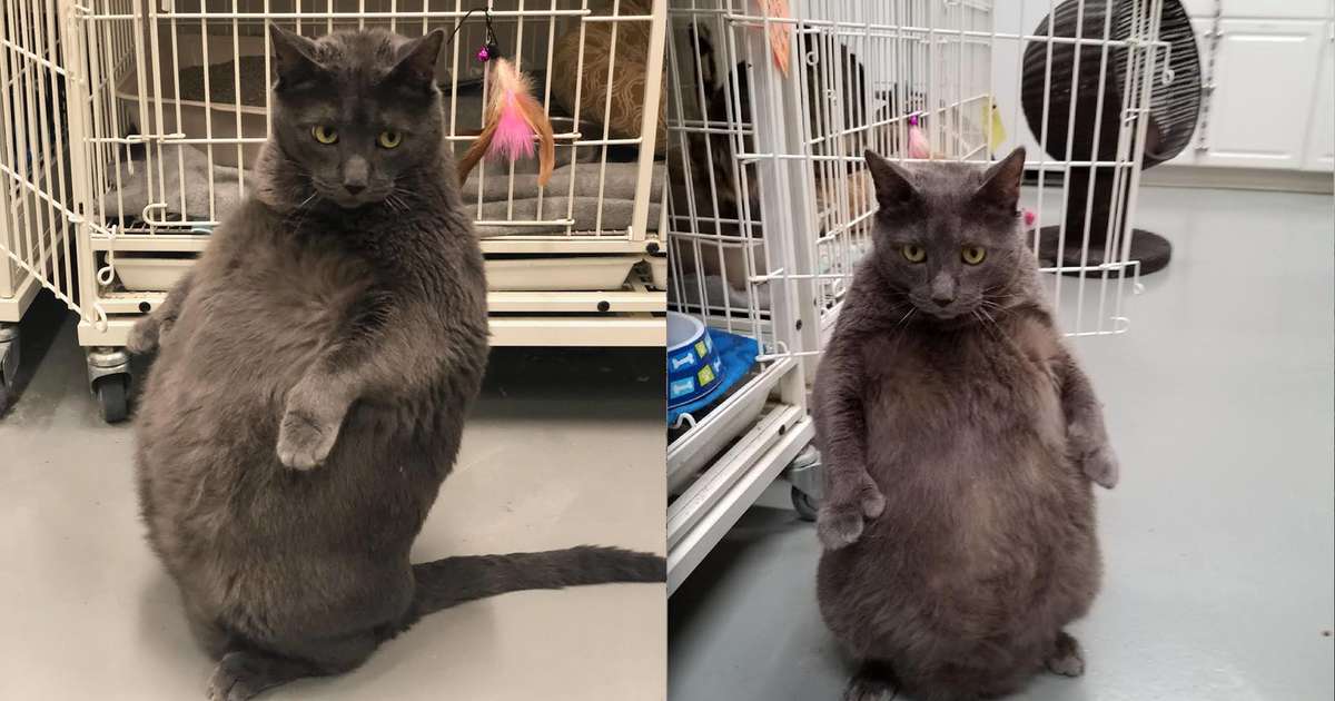 Bruno The Fat, Lovable Cat Has Been Adopted - Thrillist