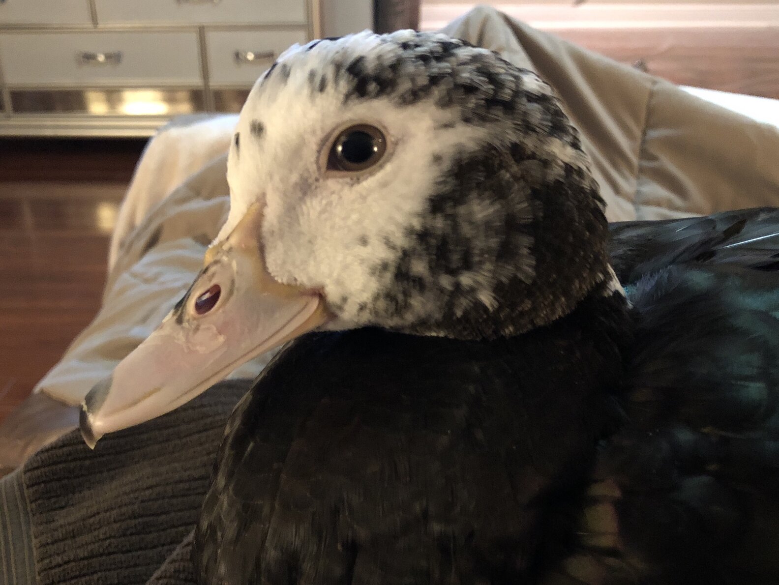 Rescued Duck Run To Greet Her Mom After Work Every Day - The Dodo