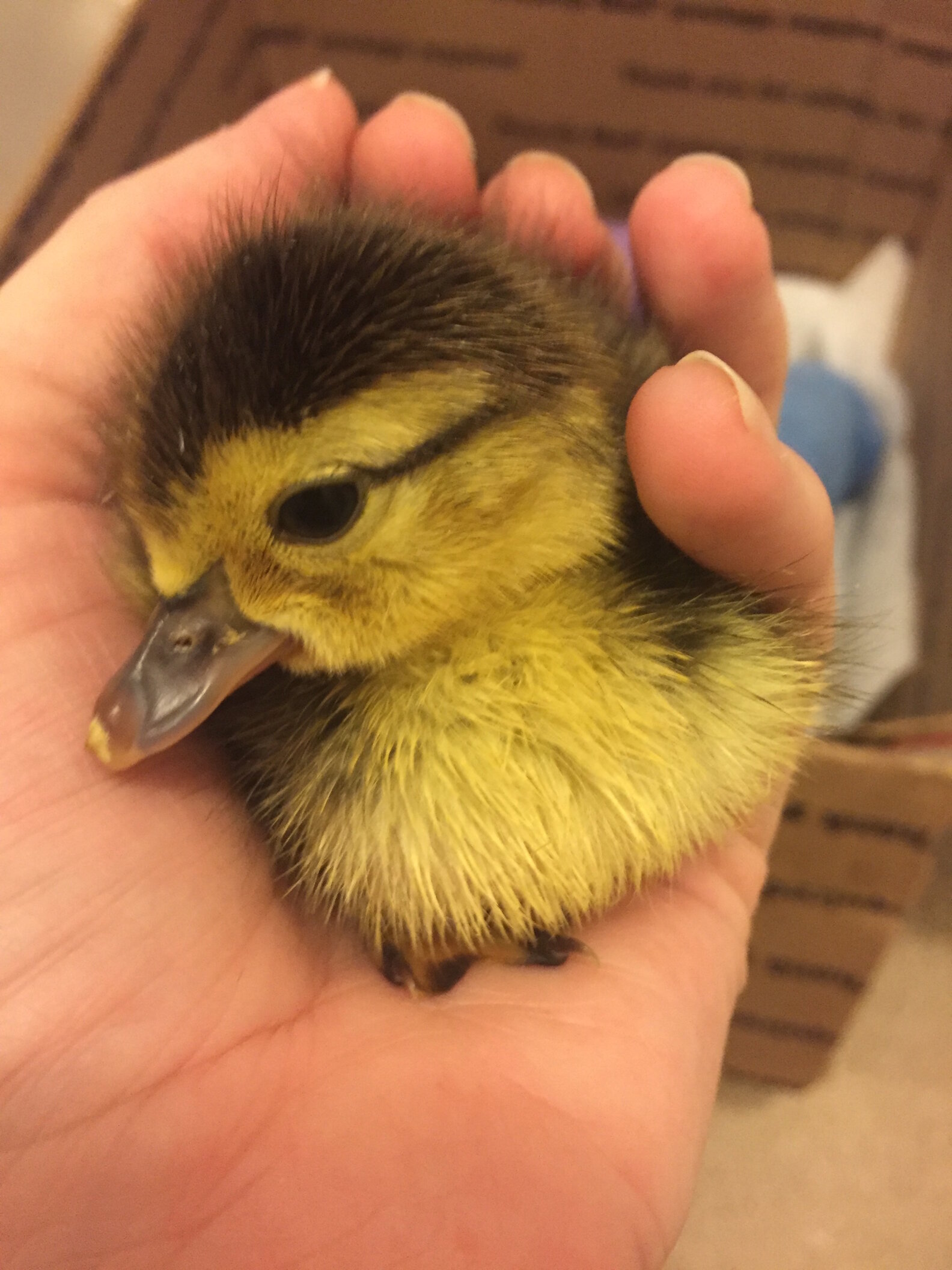 Rescued Duck Run To Greet Her Mom After Work Every Day - The Dodo