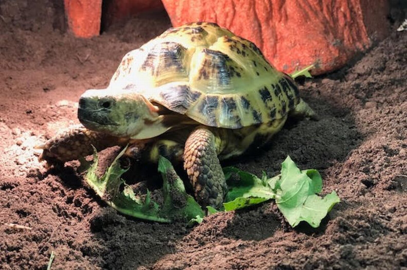 Tortoise Reunited With His Family A Month After Escaping - The Dodo