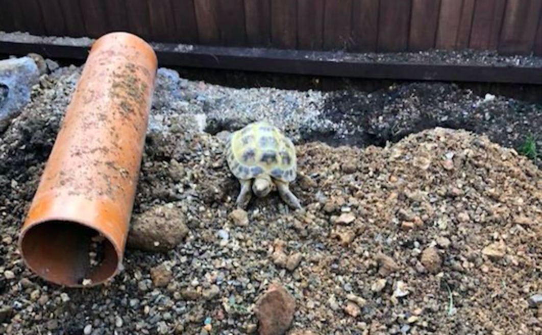 Tortoise Reunited With His Family A Month After Escaping - The Dodo