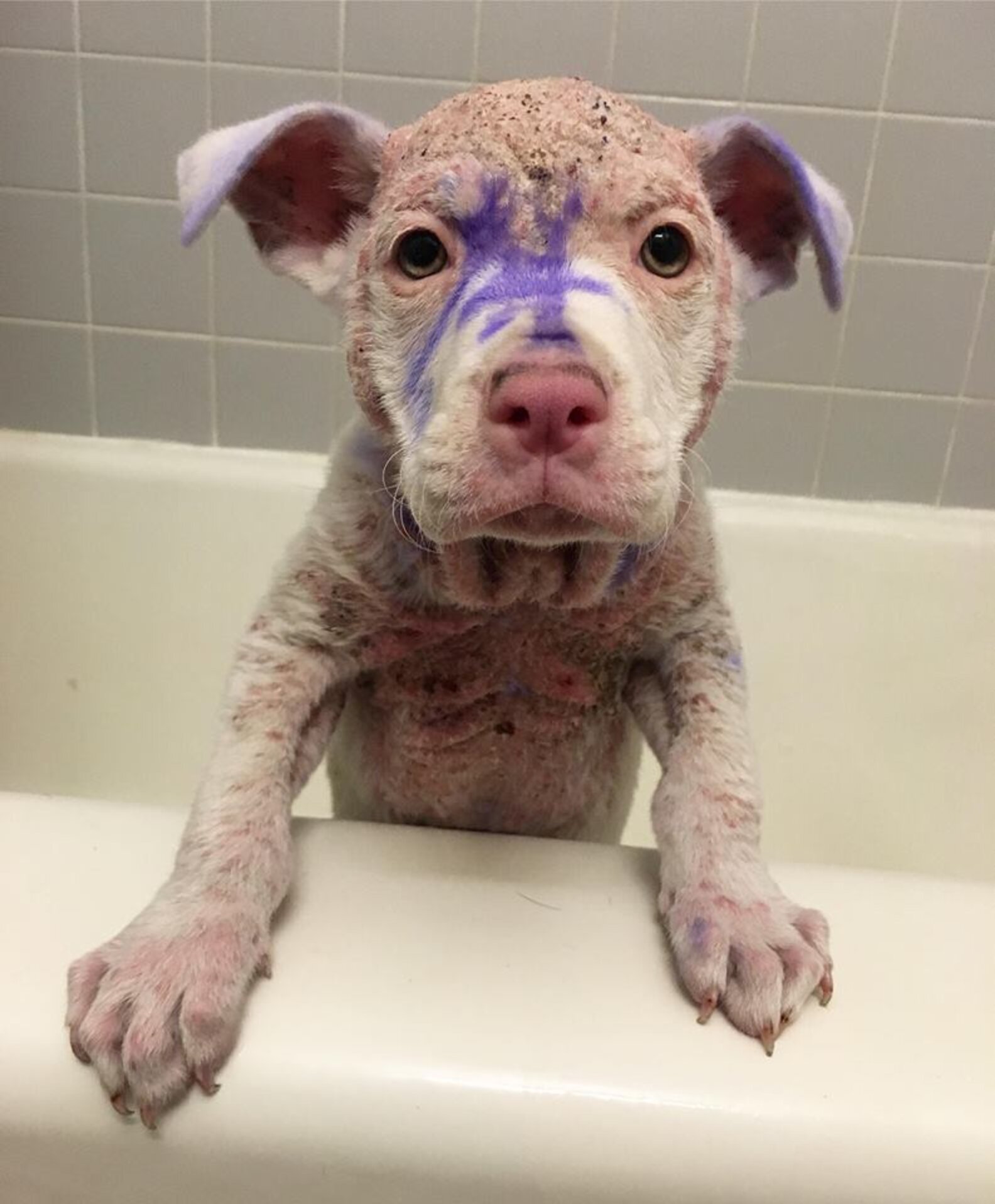 Hairless Puppy Arrives At Shelter Covered In Mysterious Dye - The Dodo