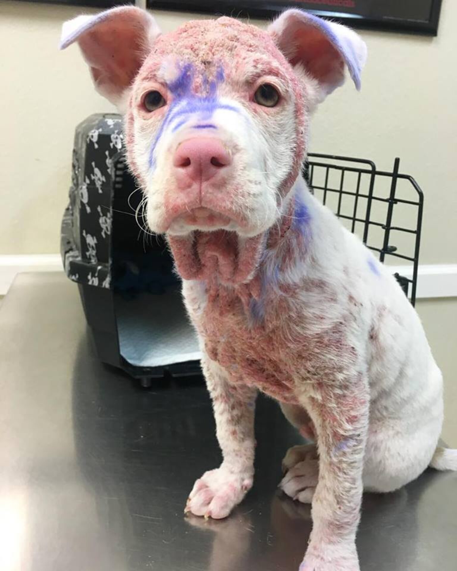 Hairless Puppy Arrives At Shelter Covered In Mysterious Dye - The Dodo