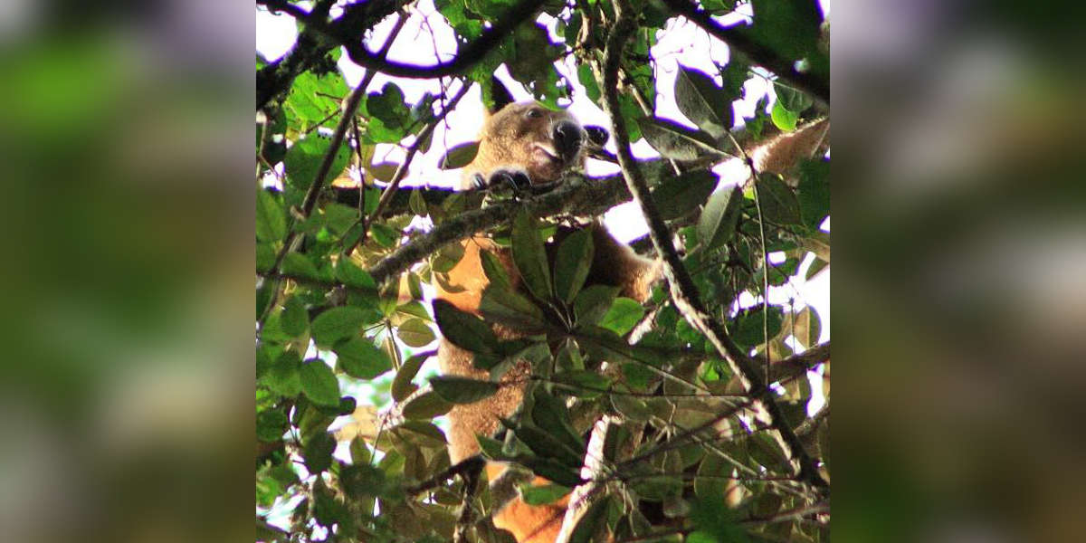 Wondiwoi Tree Kangaroo