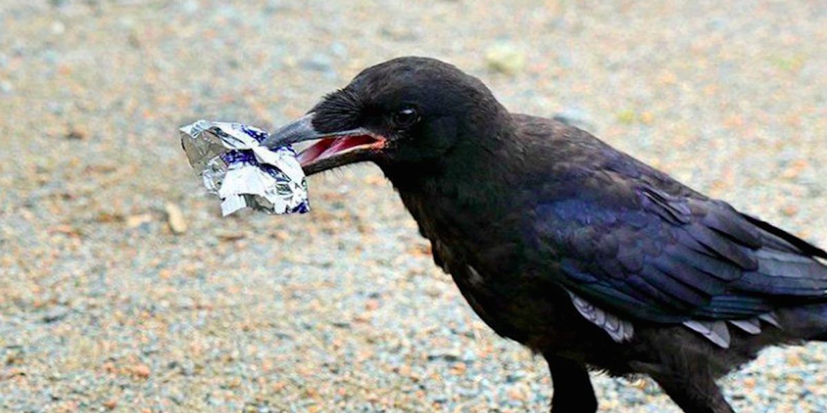 Trained Crows Pick Up Trash At French Amusement Park - The Dodo