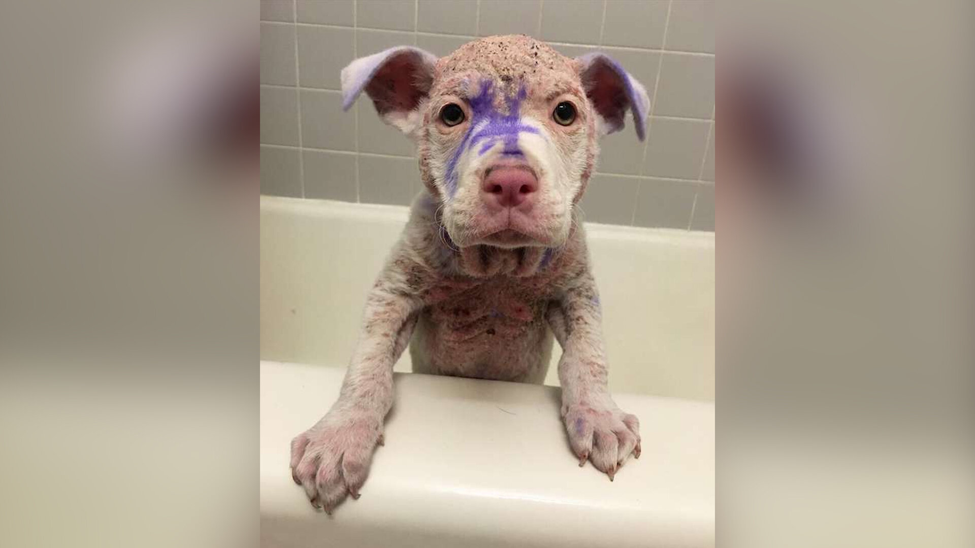 What Is A Bait Dog