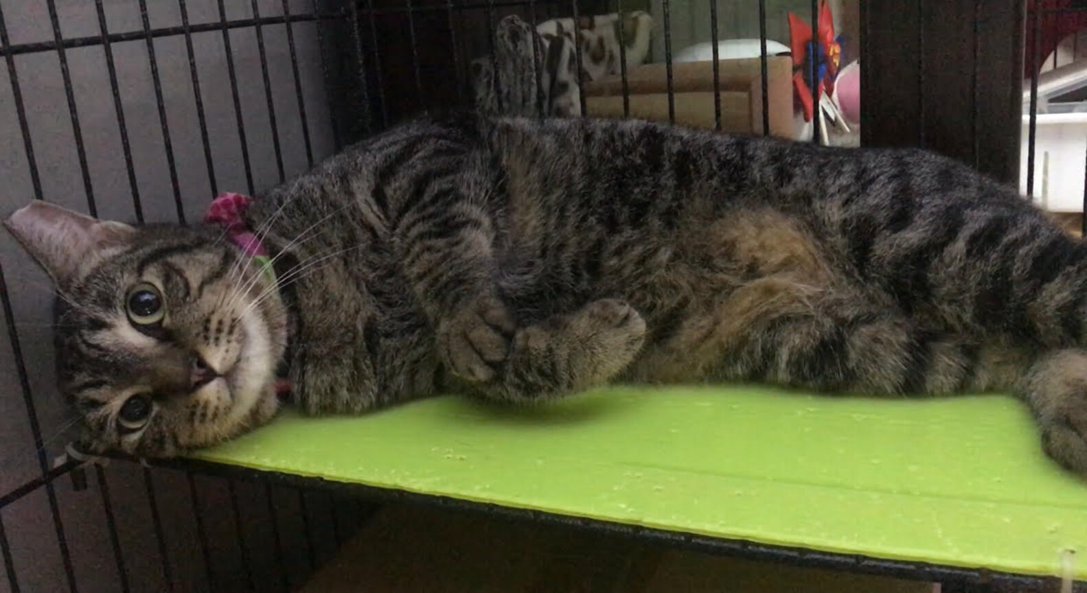 Scared, Rescued Cat Slowly Learns To Love People - The Dodo