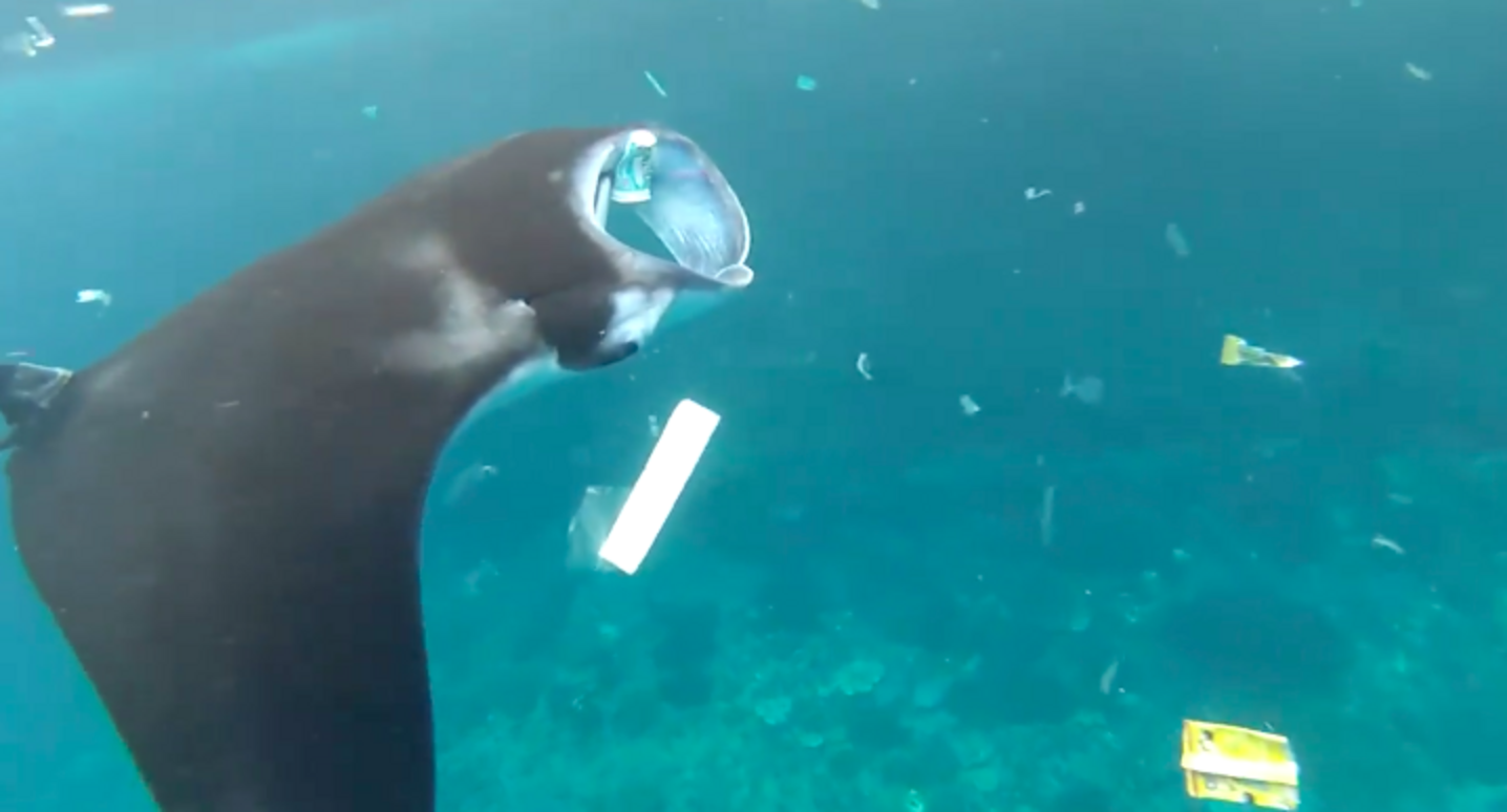 Manta Ray Spotted Swimming Among Garbage In Bali - The Dodo