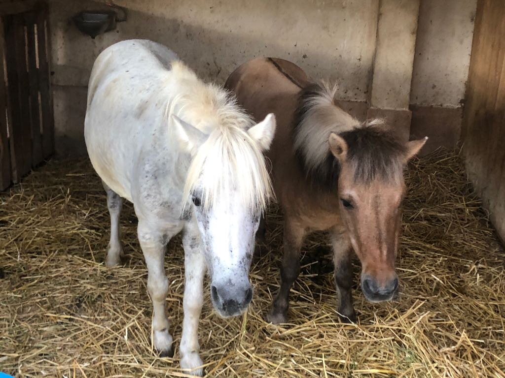 Neglected Ponies Meet At Rescue Center And It's Love At First Sight ...