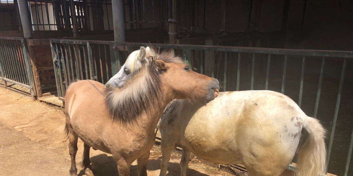 Neglected Ponies Meet At Rescue Center And It's Love At First Sight ...