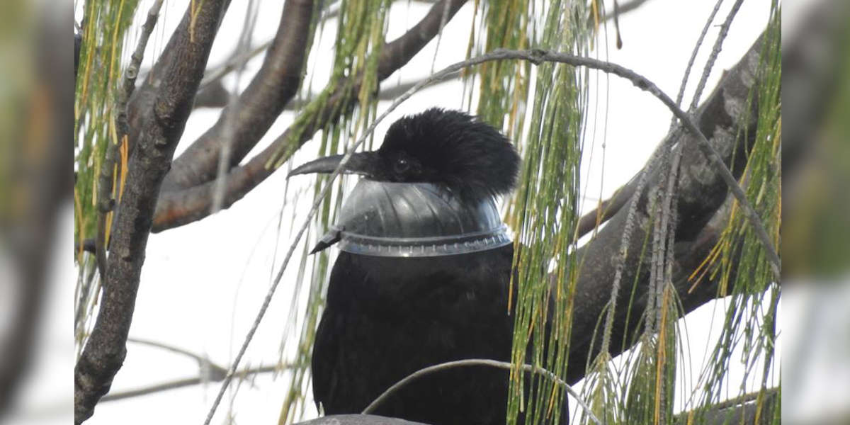 People Help Raven With Plastic Lid Stuck On His Head - The Dodo