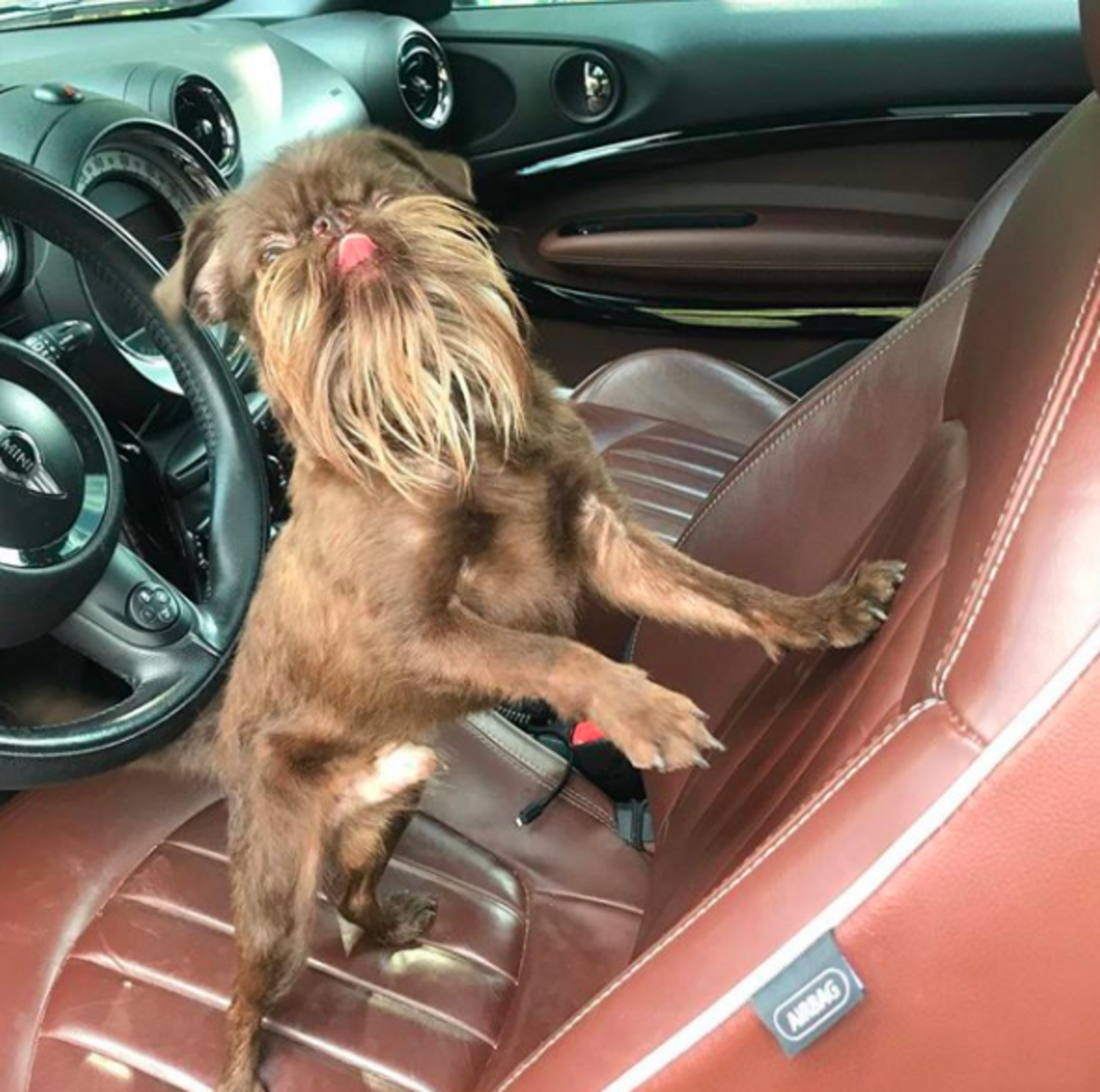 Dog’s Beard Makes Him Look Like An Old Man - The Dodo