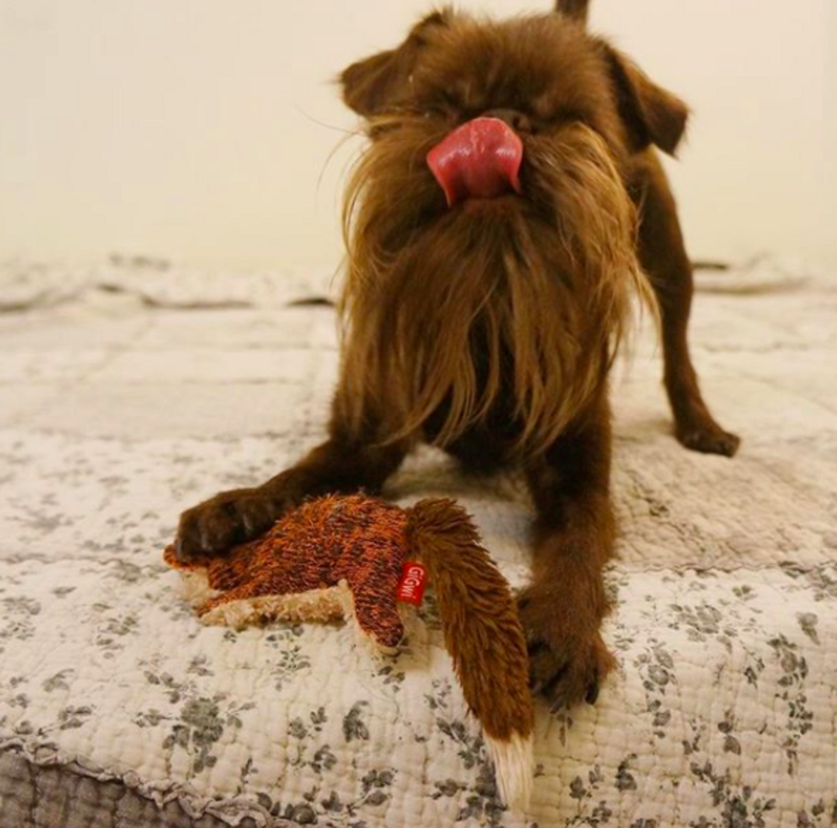 Dog’s Beard Makes Him Look Like An Old Man - The Dodo