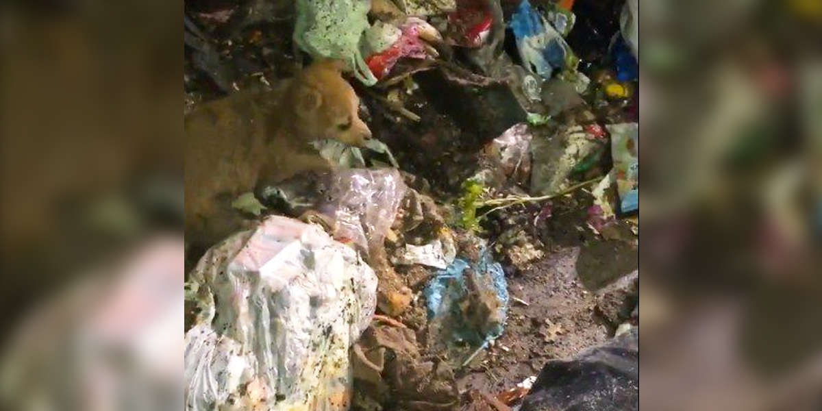 Garbagemen Rescue Tiny Puppy Buried Beneath Mounds Of Trash - The Dodo