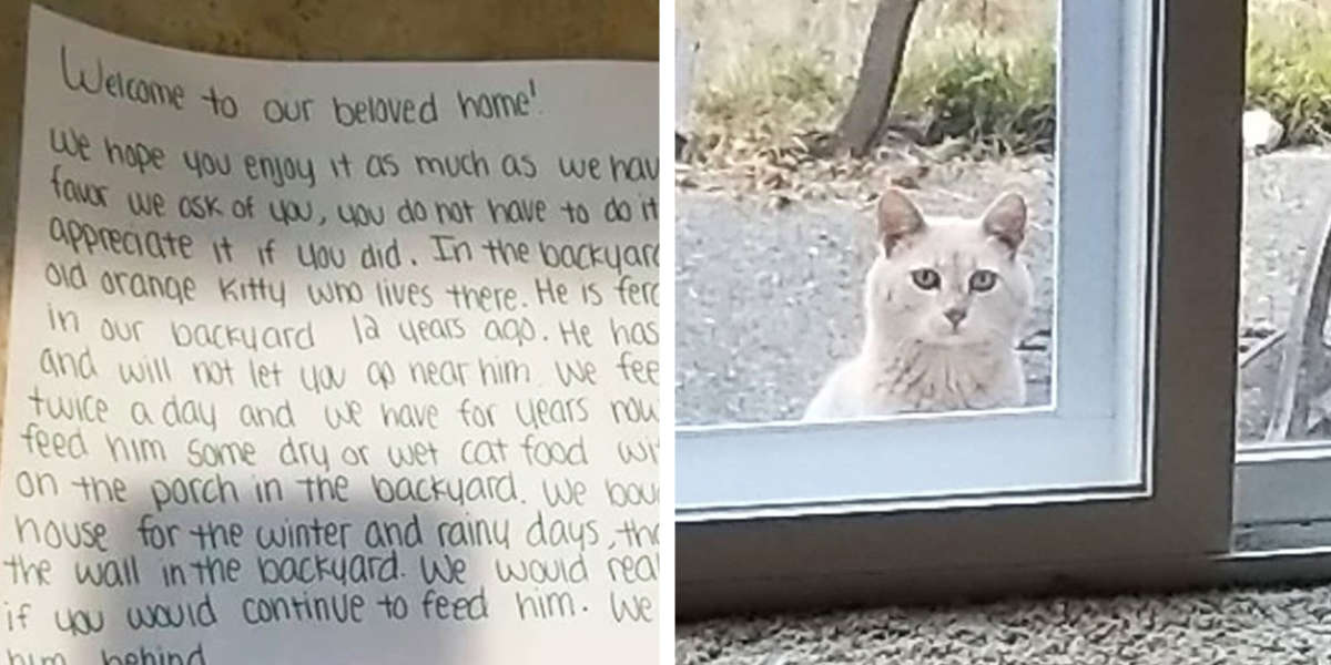 Family Moves Into A New House And Discovers That It Comes With A Cat ...