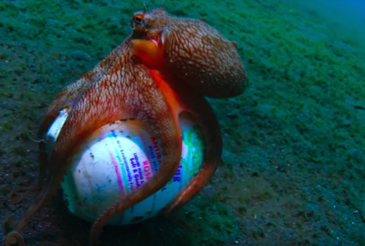 Heartbreaking Photos Show Octopus Living In Plastic Soap Dish - The Dodo