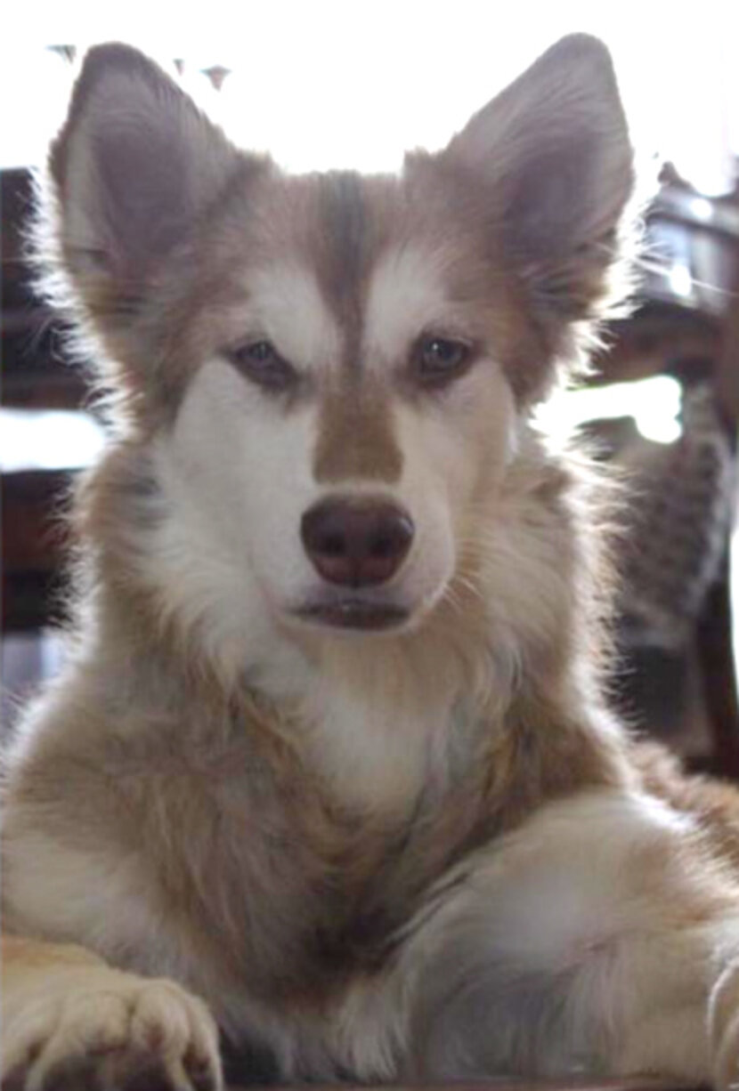 Matted Husky Makes Amazing Rescue Transformation - The Dodo