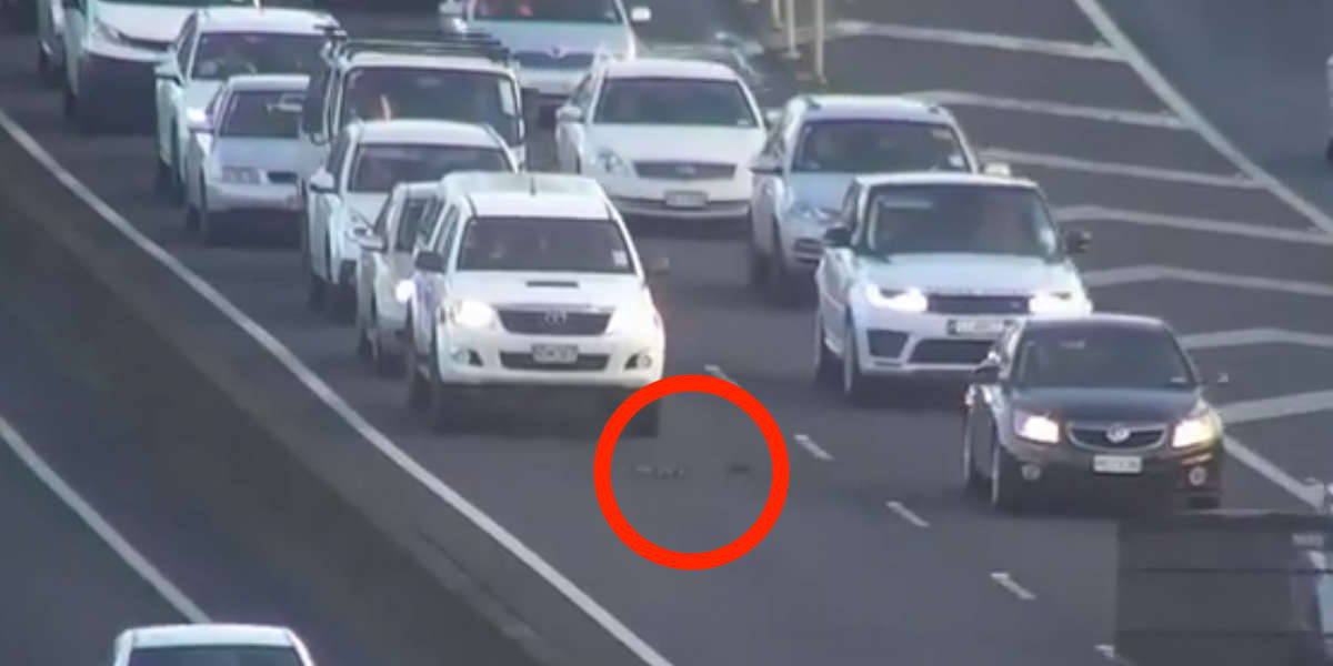 Rush Hour Traffic Stops So A Family Of Ducks Can Cross A Highway - The Dodo