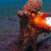 Scientists Spot Ghost-Like Dumbo Octopus Off California Coast - The Dodo
