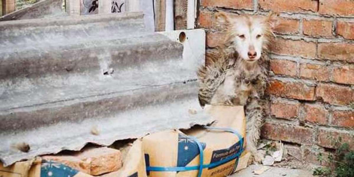 Matted Husky Makes Amazing Rescue Transformation - The Dodo