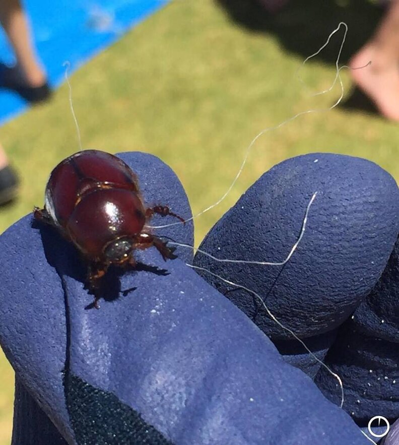 Father And Son Help Beetle Tangled Up In Fishing Line - The Dodo