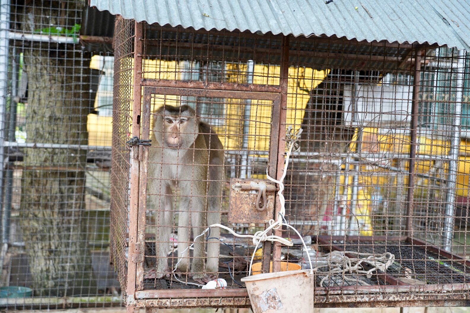 Caged Monkey Holds Rescuer’s Hand After Being Alone For 7 Years - The Dodo
