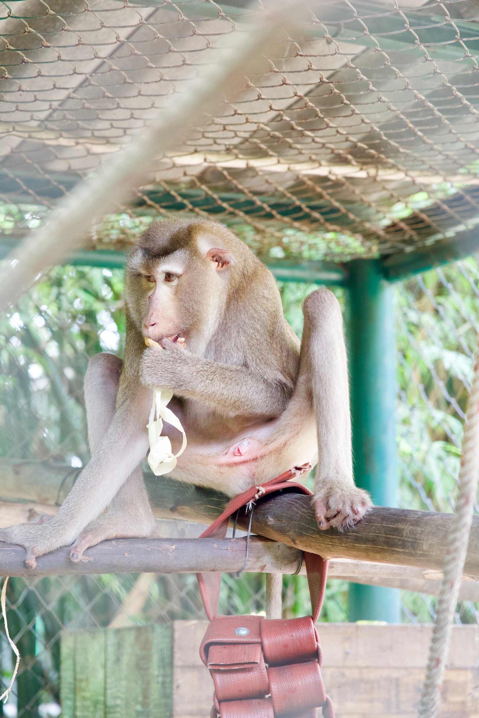 Caged Monkey Holds Rescuer’s Hand After Being Alone For 7 Years - The Dodo