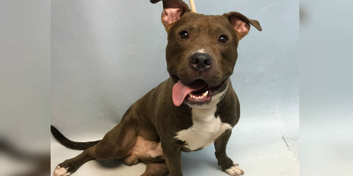 Man Drives Cross Country To Rescue Pit Bull From Euthanasia - The Dodo