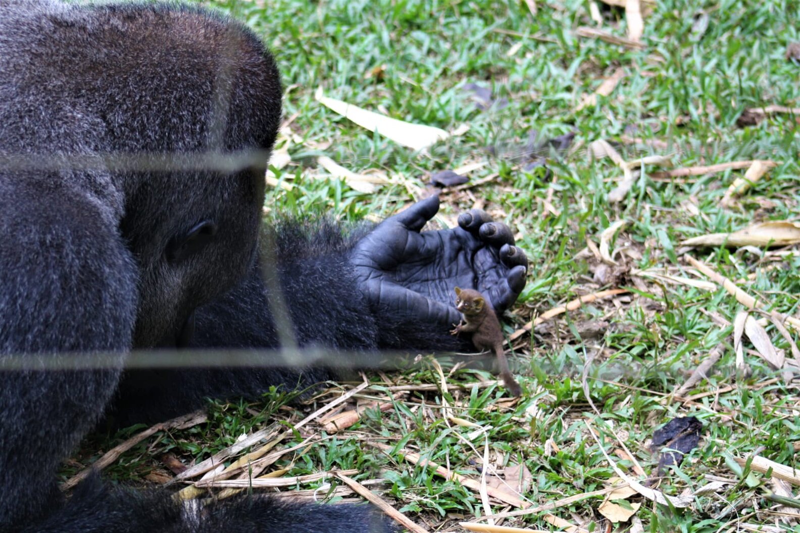 Huge Gorilla And Tiny Wild Bush Baby Share Adorable Moment - The Dodo