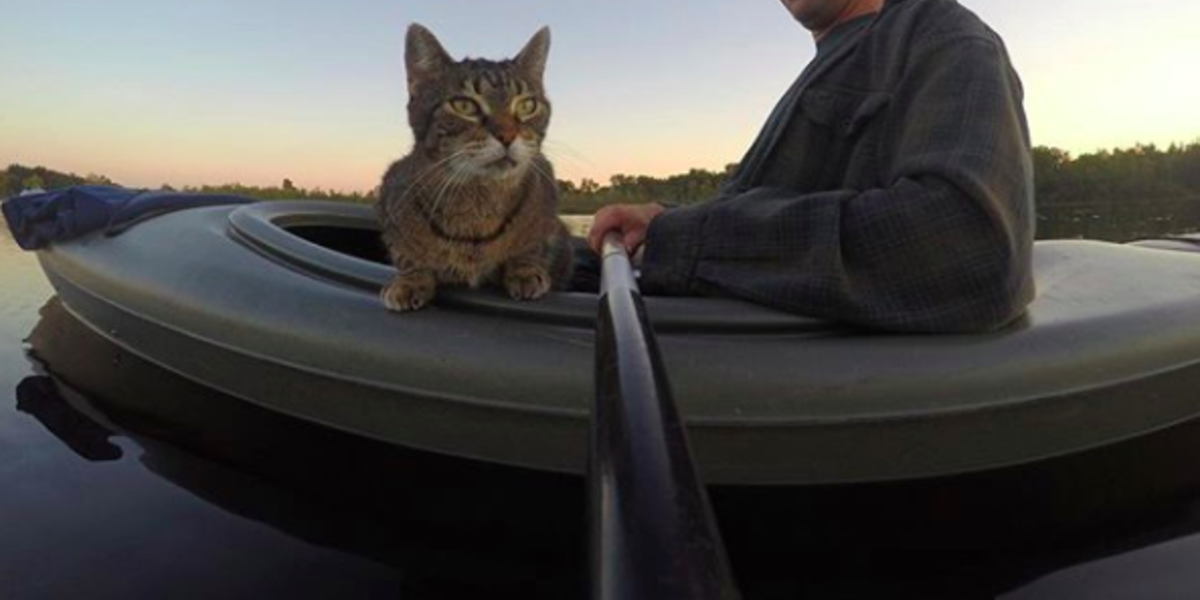 Rescue Cat Absolutely Loves Kayaking With Her Dad - The Dodo