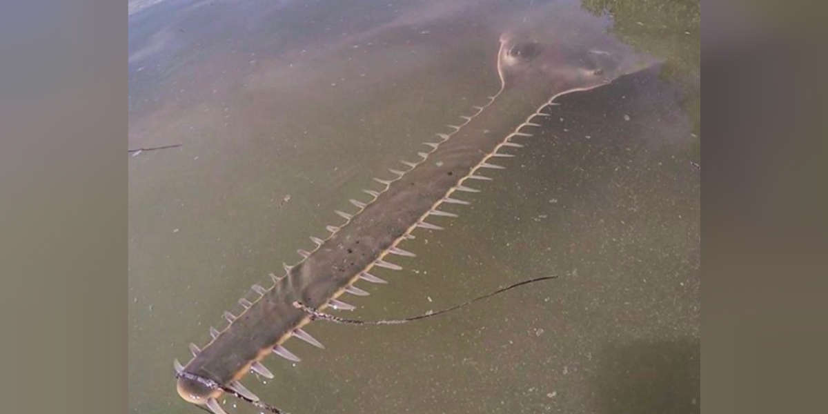 This 'Terrifying' Fish Has A Face Like A Chainsaw - The Dodo