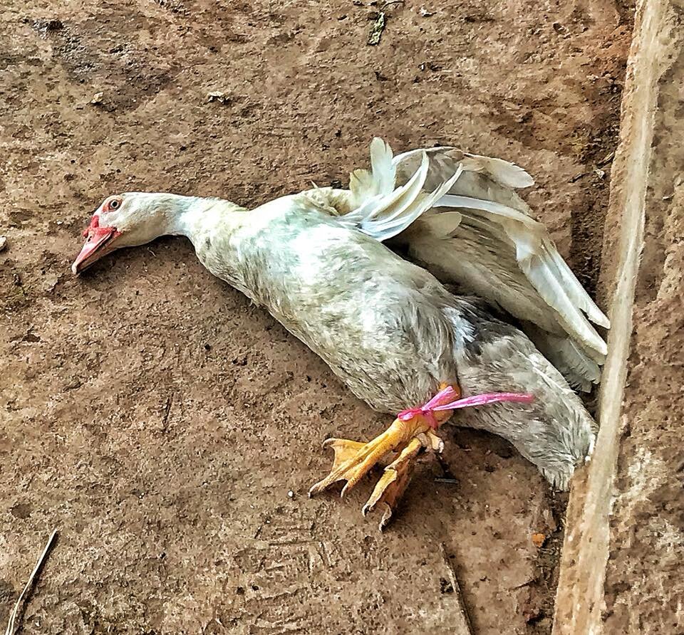 Woman Frees Ducks From Laos Market And Gives Them The Best Life - The Dodo