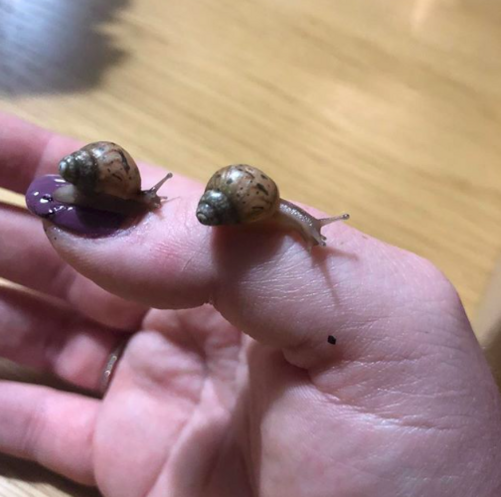 These Giant Snails Are As Big As Your Face - The Dodo