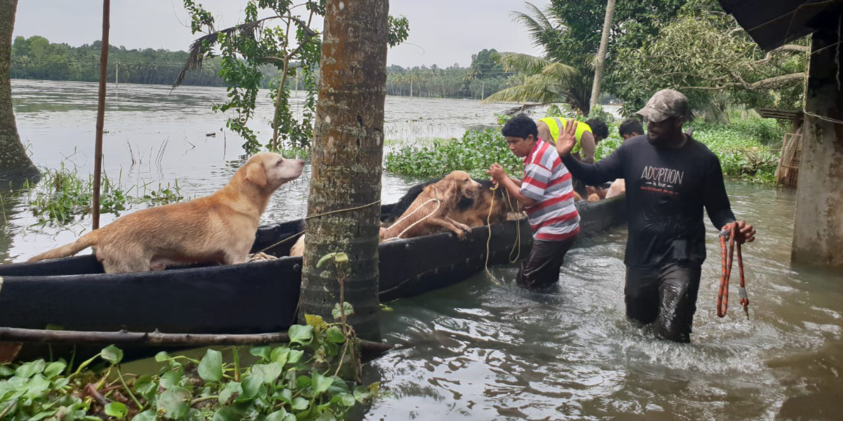 Rescuers Work To Save Animals During Monsoon Flood in India - The Dodo