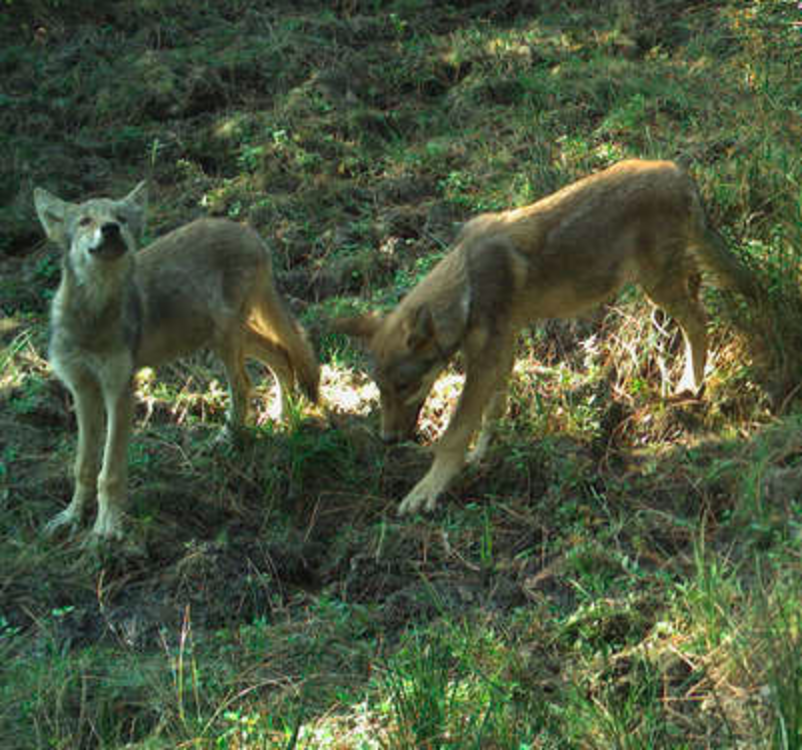 Wolf Pups Born On Oregon's Mount Hood For First Time In Decades - The Dodo