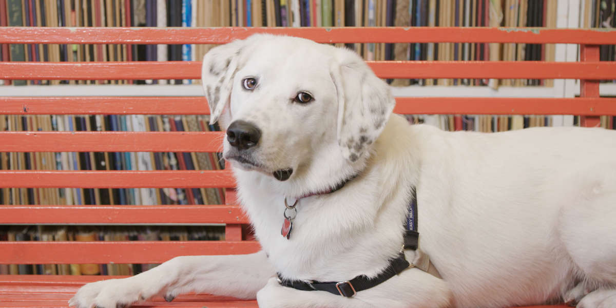 This Library Dog's About To Get A Promotion - Videos - The Dodo