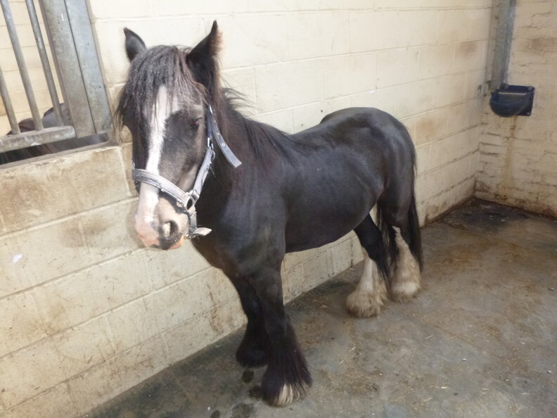 Sick, Neglected Horses Get A Second Chance At Life - The Dodo