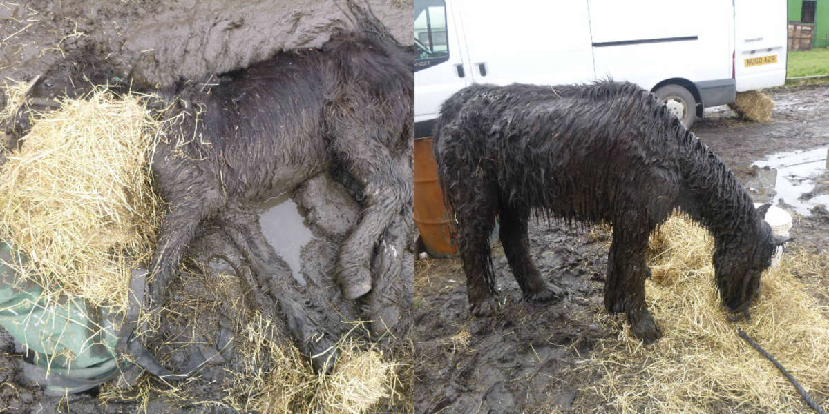 Sick, Neglected Horses Get A Second Chance At Life - The Dodo