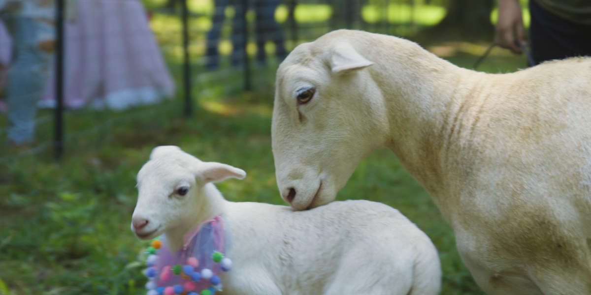 Rescued Sheep and Her Lamb Get a Baby Shower - Videos - The Dodo