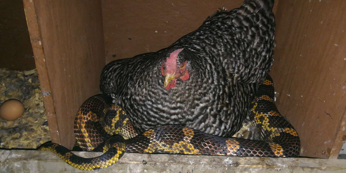Woman Finds Snake Snuggling With Her Chicken - The Dodo