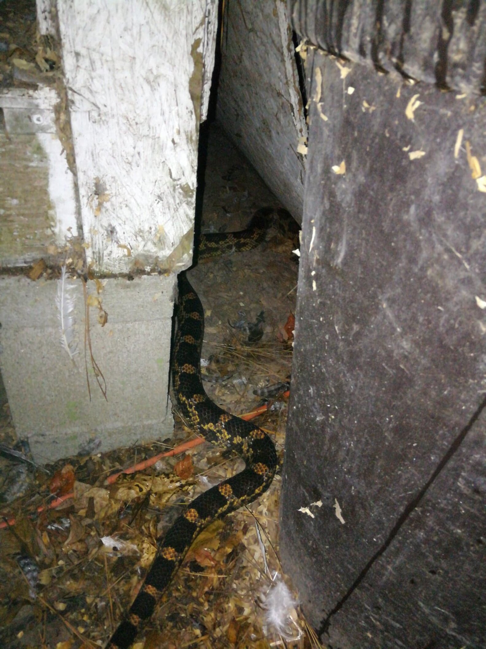 Woman Finds Snake Snuggling With Her Chicken - The Dodo