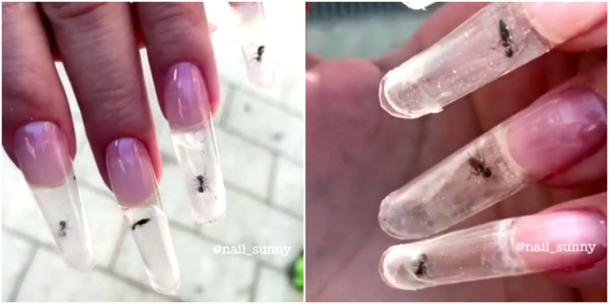 Nail Salon Debuts Manicure With Live Ants Inside - The Dodo
